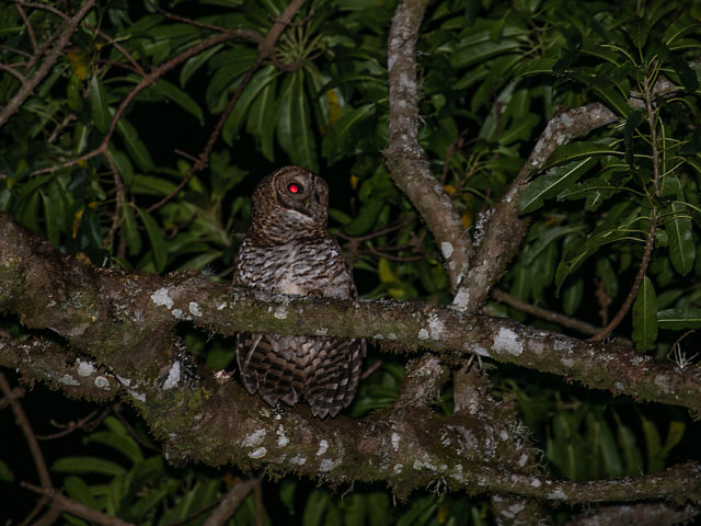 Foto coruja-listrada (Strix hylophila) Por Rita C. Carvalho | Wiki Aves ...