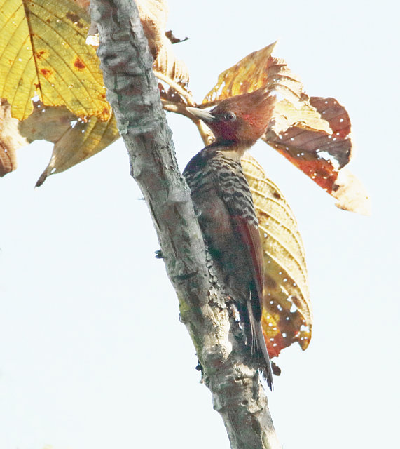 Foto pica-pau-da-taboca (Celeus obrieni) Por Ivo Zecchin | Wiki Aves ...