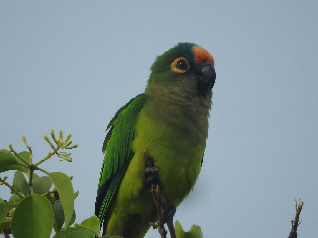 Foto periquito-rei (Eupsittula aurea) Por Tito Garcez | Wiki Aves - A ...