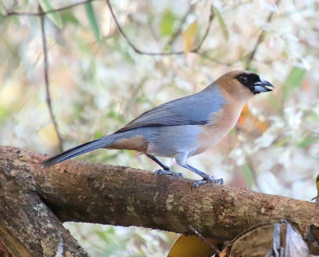 Foto bico-de-veludo (Schistochlamys ruficapillus) Por Neudi Amorim ...