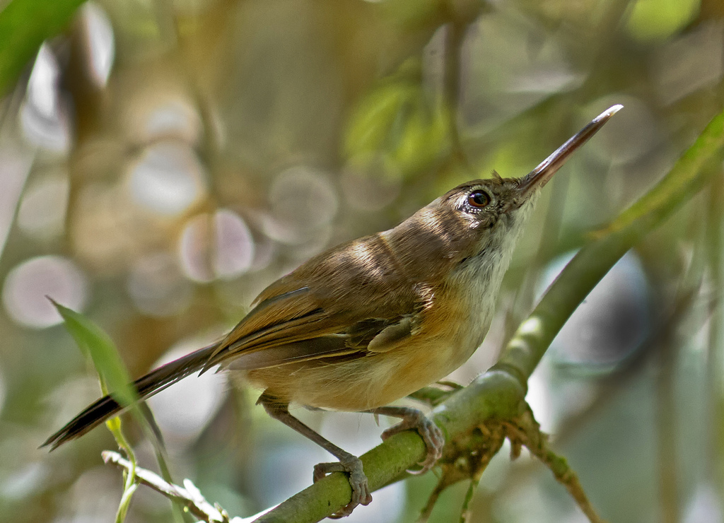 Foto chirito (Ramphocaenus melanurus) Por Marco Cruz | Wiki Aves - A ...