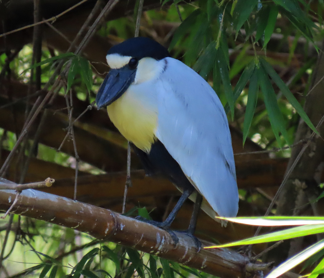 Foto arapapá (Cochlearius cochlearius) Por Ronaldo Rodrigues de Moraes ...