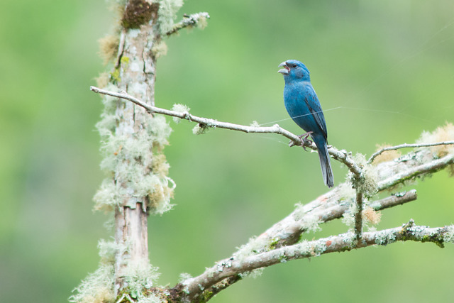 Foto azulinho (Cyanoloxia glaucocaerulea) Por Flávia Pagliotto | Wiki ...