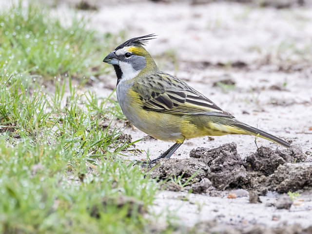 Foto cardeal-amarelo (Gubernatrix cristata) Por Fernando Jacobs | Wiki ...
