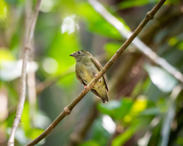 Foto tangará-príncipe (Chiroxiphia pareola) Por Rafael Scherer | Wiki ...