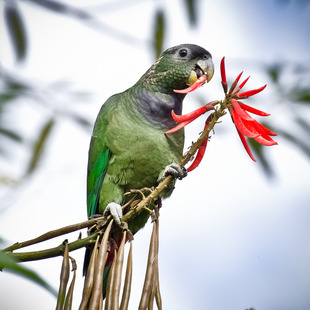 maitaca-verde (Pionus maximiliani) | WikiAves - A Enciclopédia das Aves ...