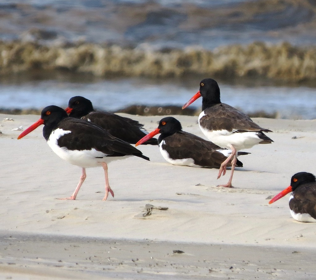 Foto piru-piru (Haematopus palliatus) Por Maria Clara Alvarez | Wiki ...