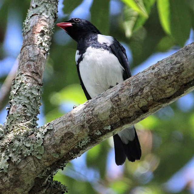 Foto pipira-de-bico-vermelho (Lamprospiza melanoleuca) Por Paulo ...