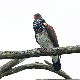 pomba-trocal (Patagioenas speciosa) | WikiAves - A Enciclopédia das ...