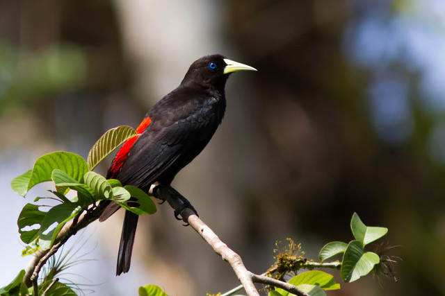 Foto guaxe (Cacicus haemorrhous) Por Sérgio Messias | Wiki Aves - A ...