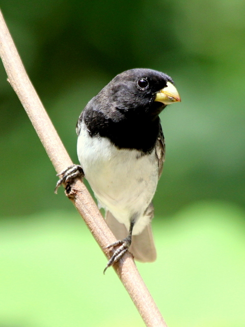 Foto papa-capim-de-costas-cinza (Sporophila ardesiaca) Por Israel ...