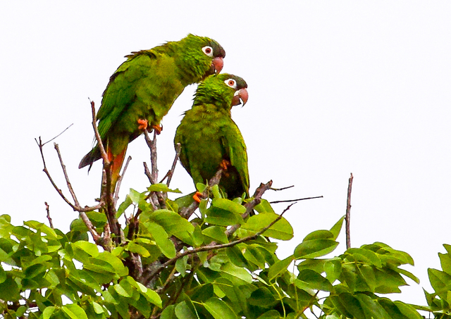 Foto aratinga-de-testa-azul (Thectocercus acuticaudatus) Por Publio ...