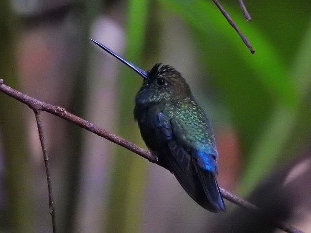 Foto bico-de-lança (Doryfera johannae) Por Ramiro Melinski | Wiki Aves ...