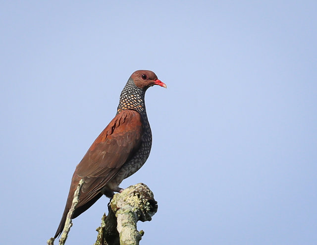 Foto pomba-trocal (Patagioenas speciosa) Por Elby Silva | Wiki Aves - A ...