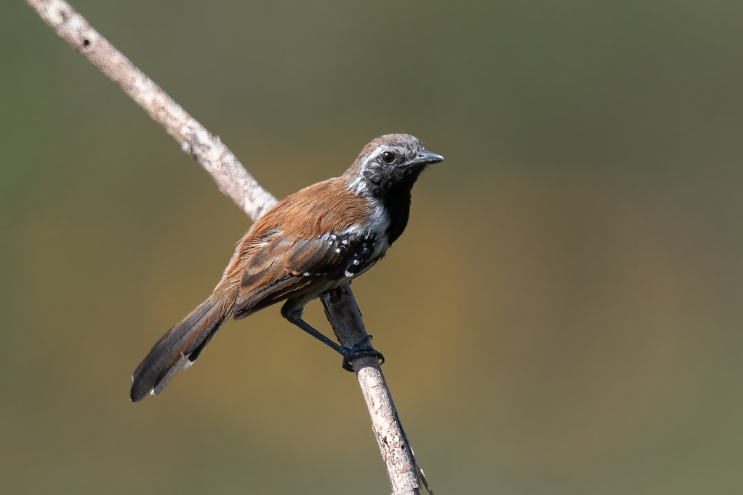 Foto papa-formiga-vermelho (Formicivora rufa) Por Hudson Martins | Wiki ...