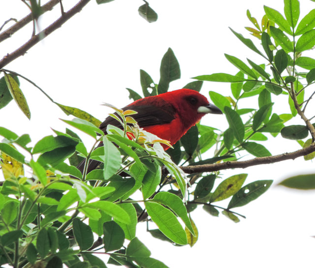 Foto tiê-sangue (Ramphocelus bresilia) Por Geovane Andrade | Wiki Aves ...