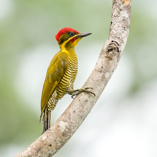 Piciformes | WikiAves - A Enciclopédia das Aves do Brasil