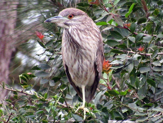 Foto socó-dorminhoco (Nycticorax nycticorax) Por Carlos Eduardo Simões ...
