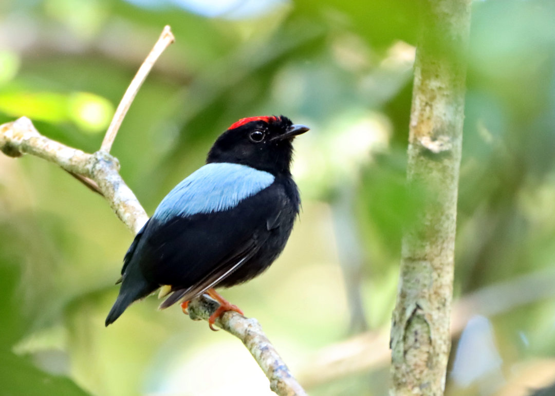 Foto tangará-príncipe (Chiroxiphia pareola) Por Aldo J Nunes | Wiki ...