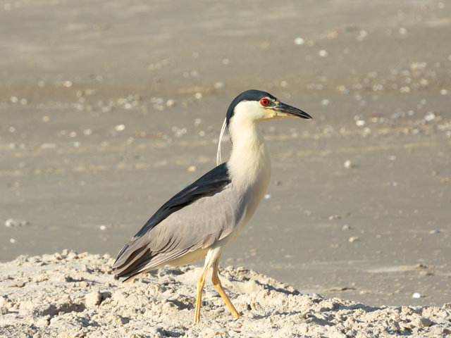 Foto socó-dorminhoco (Nycticorax nycticorax) Por Daniel Kemmerich ...