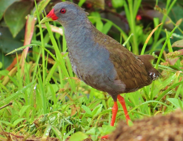 Foto turu-turu (Neocrex erythrops) Por Pedro Têia | Wiki Aves - A ...