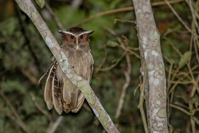 Foto coruja-de-crista (Lophostrix cristata) Por Yuji Tateoka | Wiki ...