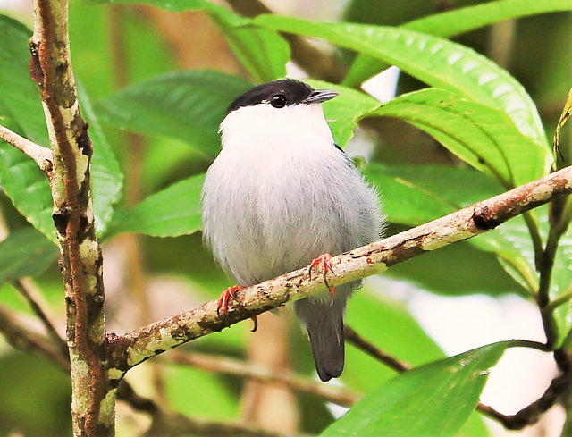 Foto rendeira (Manacus manacus) Por Chermont P. Braga | Wiki Aves - A ...