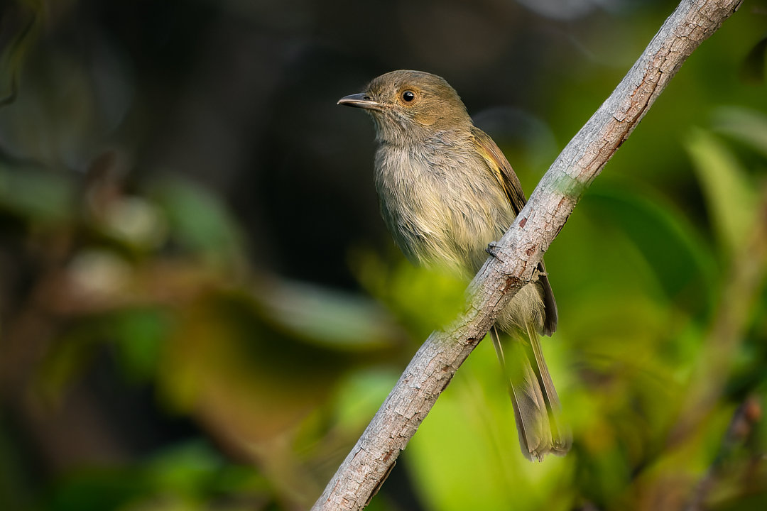 Foto fruxu-do-cerradão (Neopelma pallescens) Por Ernani Knupfer | Wiki ...