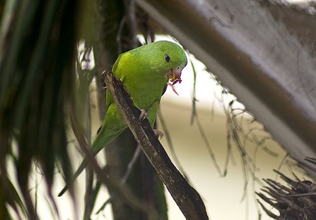 Foto periquito-rico (Brotogeris tirica) Por Francisco Neto | Wiki Aves ...