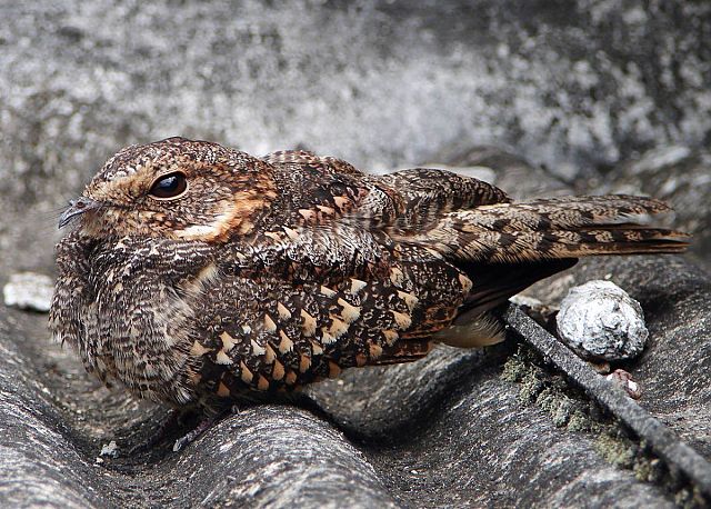 bacurau-da-telha (Hydropsalis longirostris) | WikiAves - A Enciclopédia ...