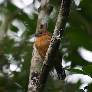 choca-canela (Thamnophilus amazonicus) | WikiAves - A Enciclopédia das ...