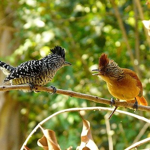 choca-barrada (Thamnophilus doliatus) | WikiAves - A Enciclopédia das ...