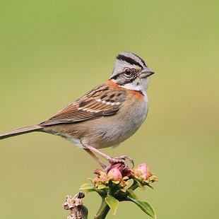 Passerellidae | WikiAves - A Enciclopédia das Aves do Brasil