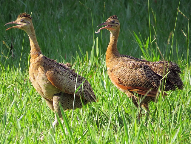Foto perdiz (Rhynchotus rufescens) Por Carlos Ferreira | Wiki Aves - A ...