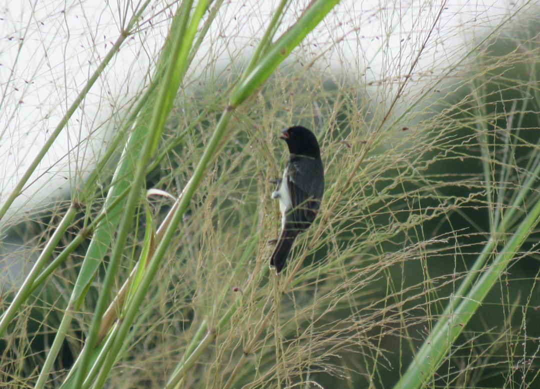 Foto papa-capim-de-costas-cinza (Sporophila ardesiaca) Por Luíz Alberto ...