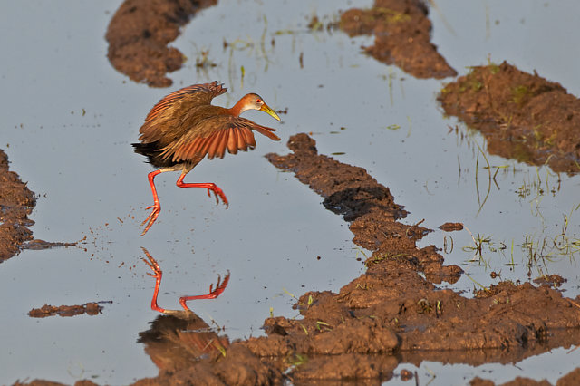 Foto saracuruçu (Aramides ypecaha) Por Leonildo Piovesan - Seberí-RS ...