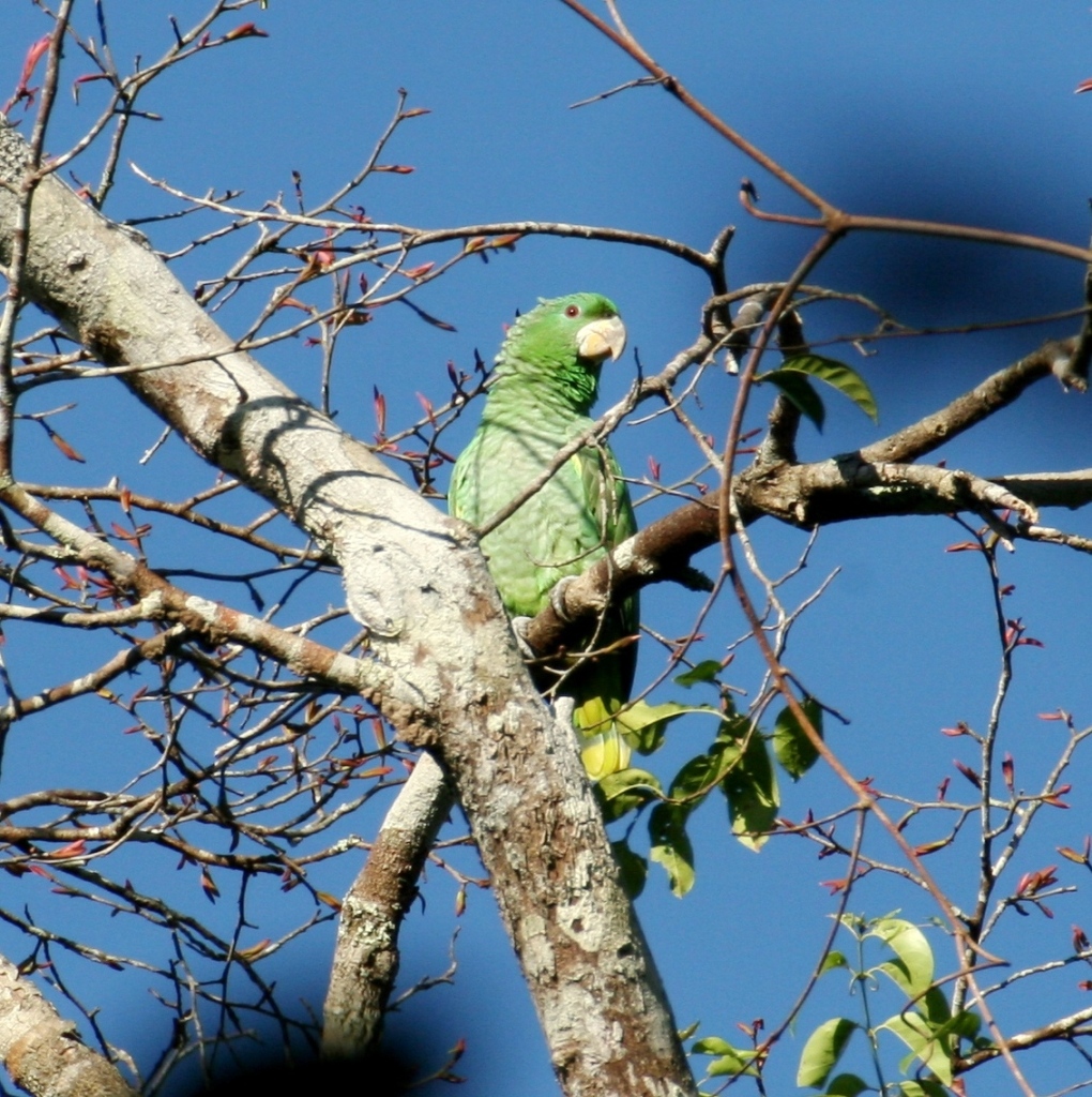 Foto papagaio-dos-garbes (Amazona kawalli) Por Jacek Kisielewski | Wiki ...