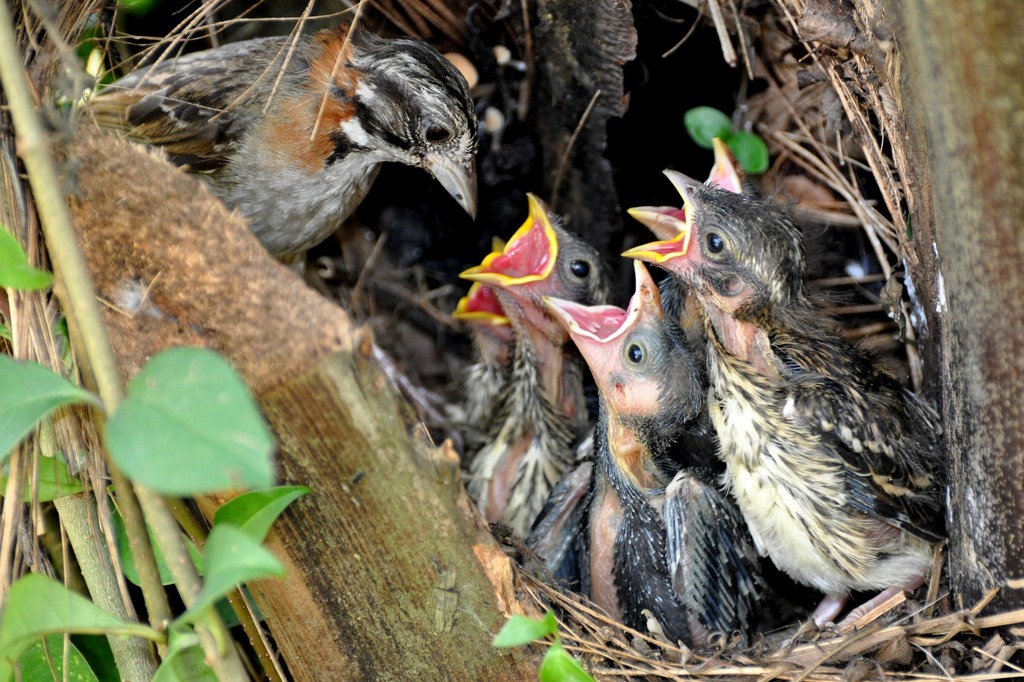 Foto tico-tico (Zonotrichia capensis) Por Dario Lins | Wiki Aves - A ...