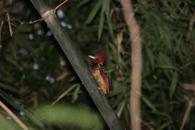 Foto pica-pau-lindo (Celeus spectabilis) Por Andrew Whittaker | Wiki ...