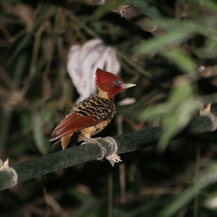 pica-pau-lindo (Celeus spectabilis) | WikiAves - A Enciclopédia das ...