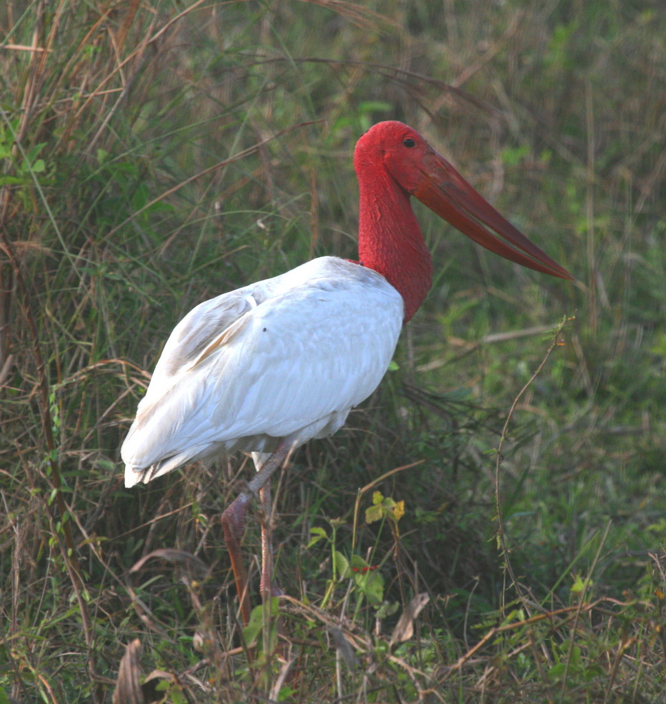 Foto tuiuiú (Jabiru mycteria) Por Andrew Whittaker | Wiki Aves - A ...