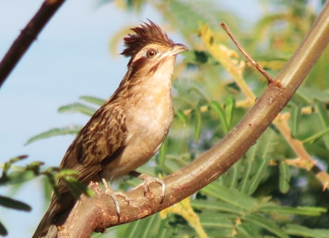 Foto saci (Tapera naevia) Por Alan Souza | Wiki Aves - A Enciclopédia ...