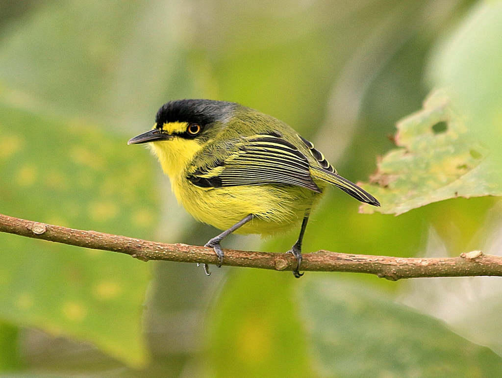Foto teque-teque (Todirostrum poliocephalum) Por Leonardo Casadei ...