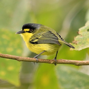 teque-teque (Todirostrum poliocephalum) | WikiAves - A Enciclopédia das ...