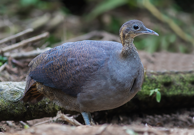 Foto macuco (Tinamus solitarius) Por Marcelo Feliti | Wiki Aves - A ...