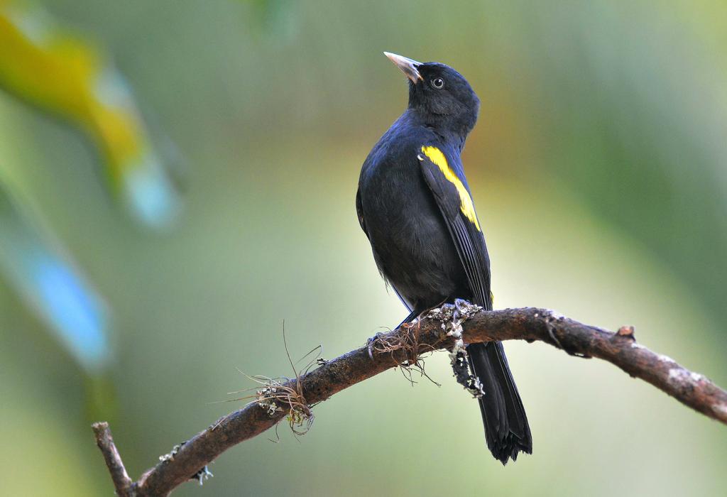 Foto tecelão (Cacicus chrysopterus) Por Robson Czaban | Wiki Aves - A ...