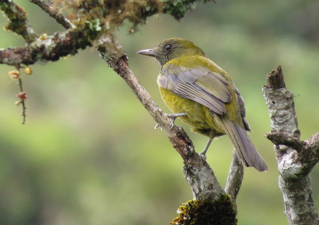 Foto saudade-de-asa-cinza (Lipaugus conditus) Por Eduardo Patrial ...