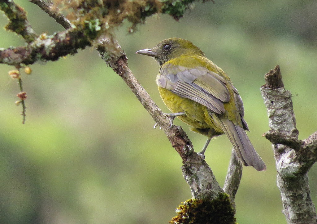 Foto saudade-de-asa-cinza (Lipaugus conditus) Por Eduardo Patrial ...