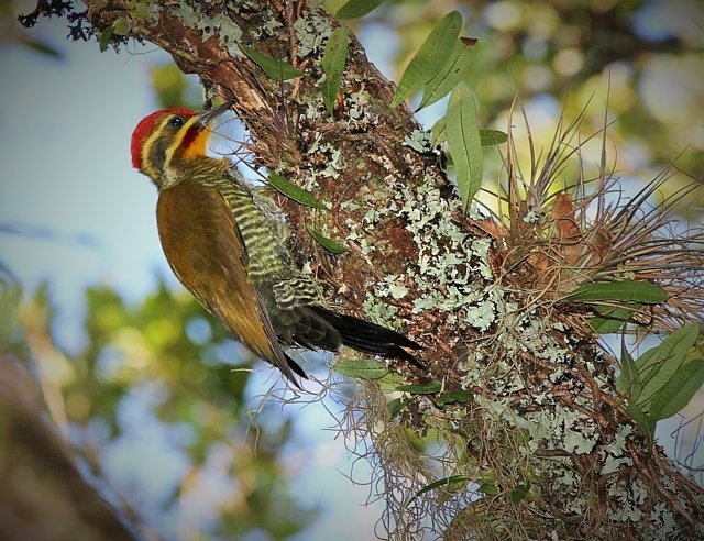 Foto pica-pau-dourado (Piculus aurulentus) Por José Branco | Wiki Aves ...