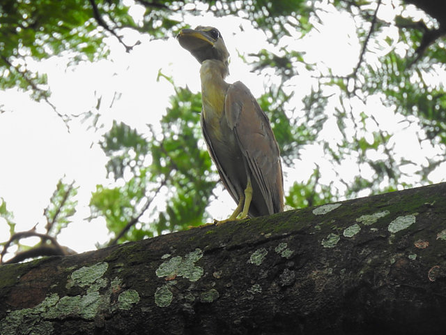 Foto arapapá (Cochlearius cochlearius) Por Michel Matsuda | Wiki Aves ...